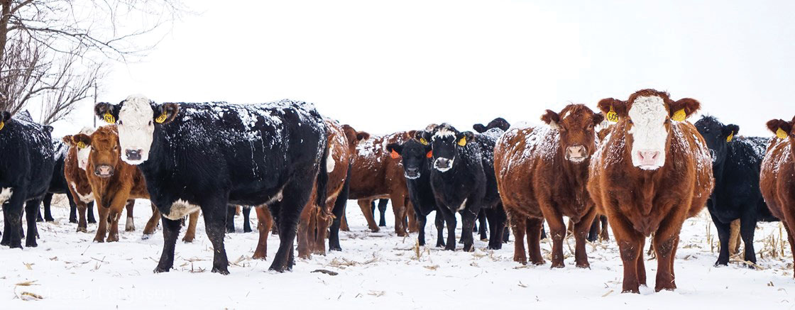 Winter cattle care – Ozarks Farm & Neighbor Newspaper
